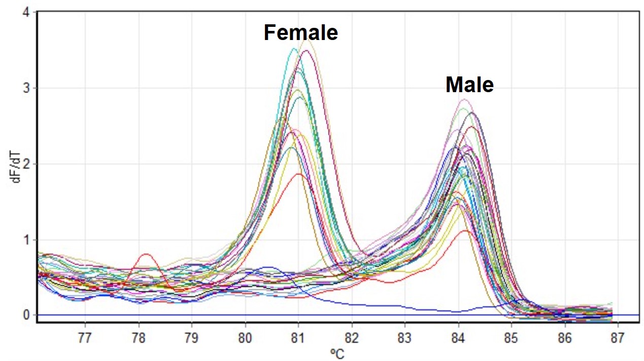 Bird DNA Sexing Test – A5 DNA LAB